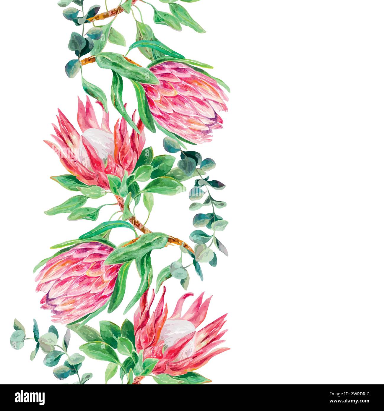 Protea watercolor, eucalyptus branch, seamless border, vertical. Vector ...