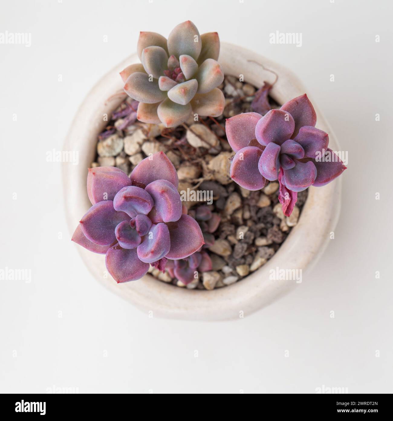 Graptoveria Cupid Succulent houseplant flower top view Stock Photo - Alamy