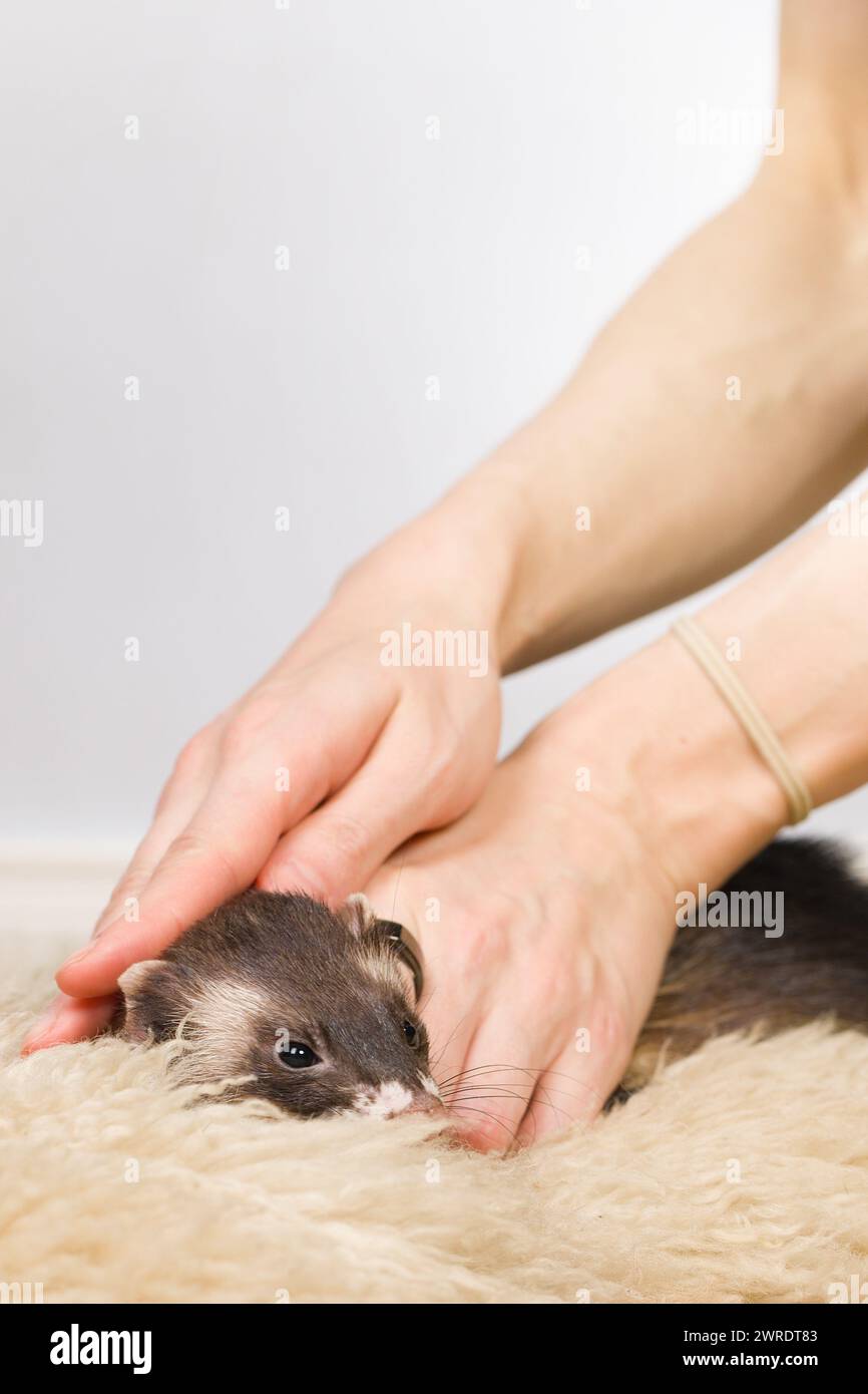 Ferret indoor posing for portrait in studio Stock Photo - Alamy