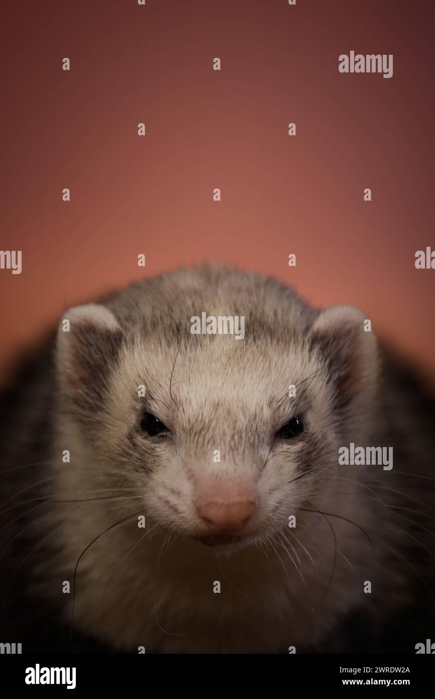 Ferret indoor posing for portrait in studio Stock Photo - Alamy
