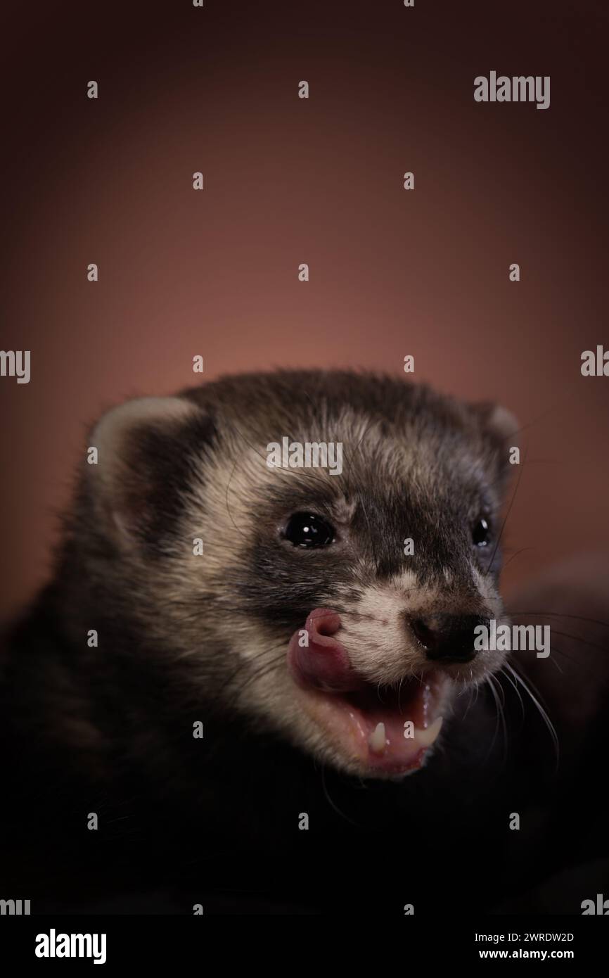 Ferret indoor posing for portrait in studio Stock Photo - Alamy