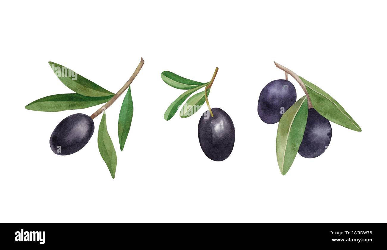 Watercolor set of olives and twigs isolated on white background. Watercolor hand draw ...