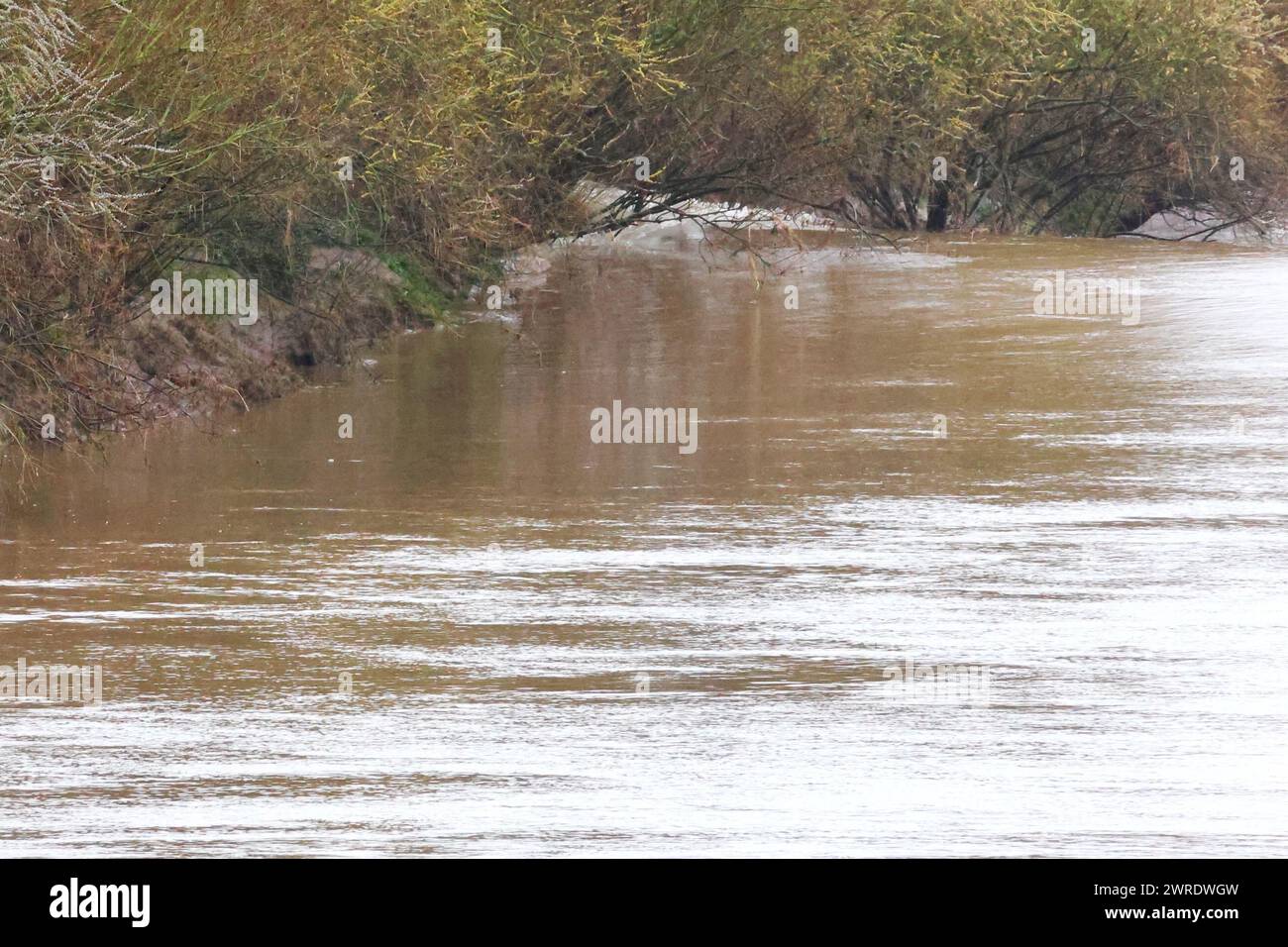 Gloucester, UK. 12th Mar, 2024. rare 5 star River Severn Bore. The ...