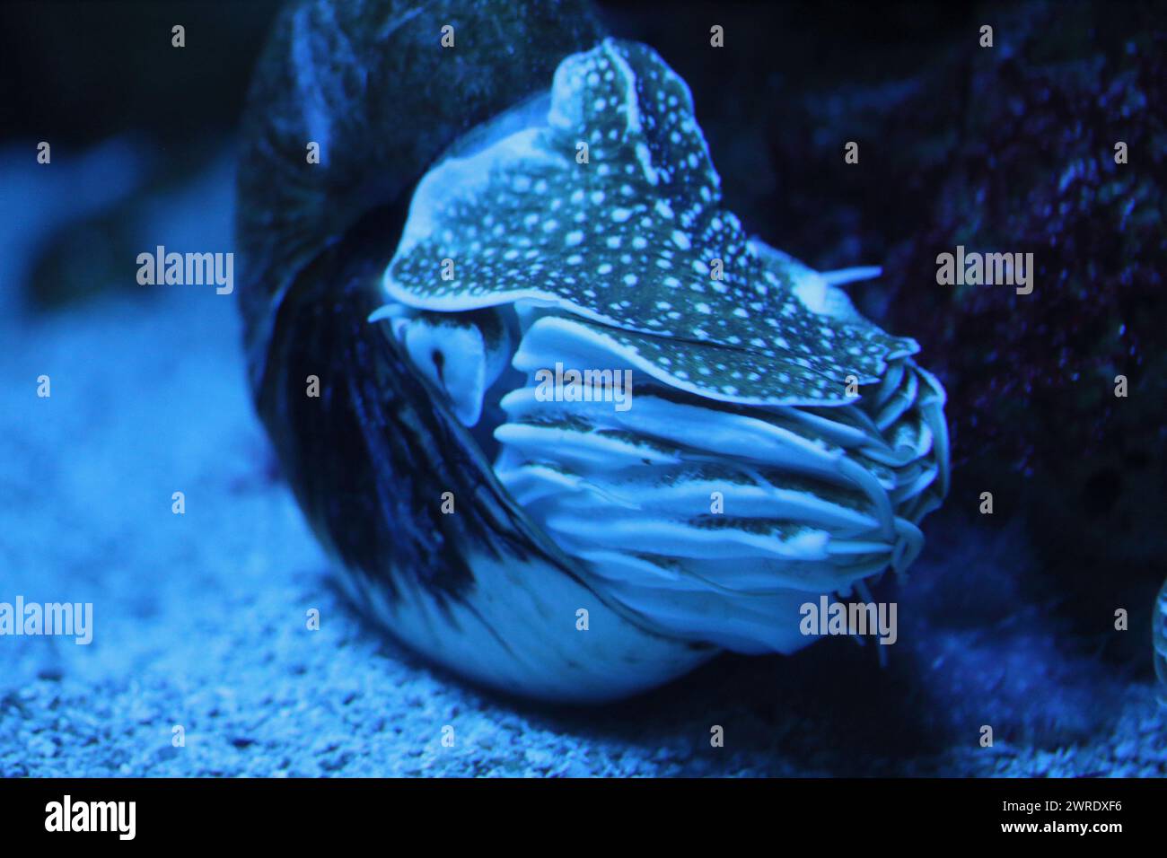 the nautilus is a pelagic marine mollusc of the cephalopod family ...