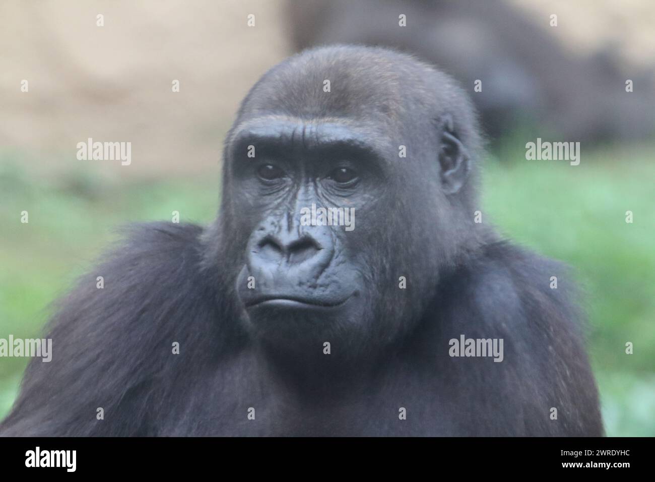 Gorillas are ground-dwelling, predominantly herbivorous apes that ...