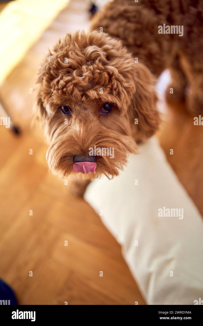 a cockapoo with a pillow licks, shows tongue Stock Photo - Alamy