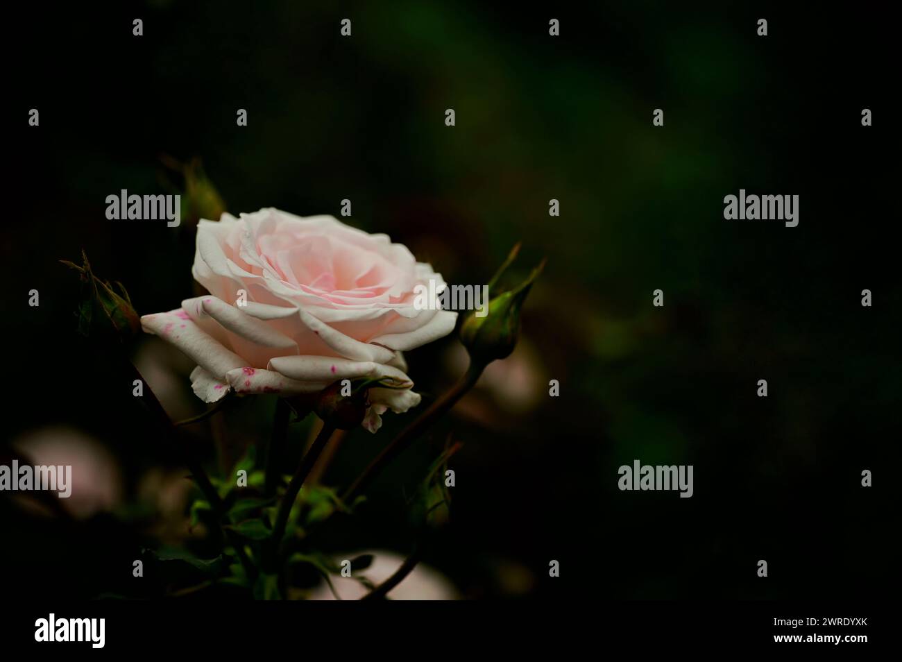 Delicate fragile beautiful bloom petals hi-res stock photography and ...