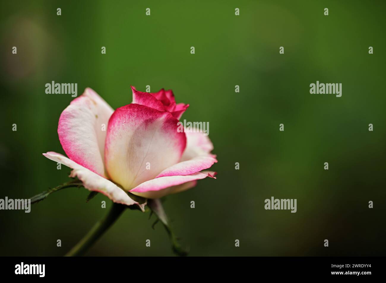 Budding floral growth hi-res stock photography and images - Alamy