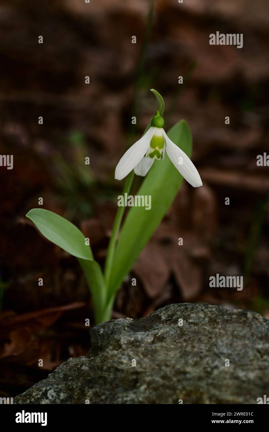 Snowdrop flower budding from center leaf Stock Photo - Alamy