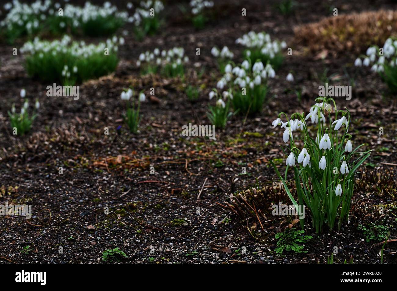 Scattered flowers on ground hi-res stock photography and images - Alamy