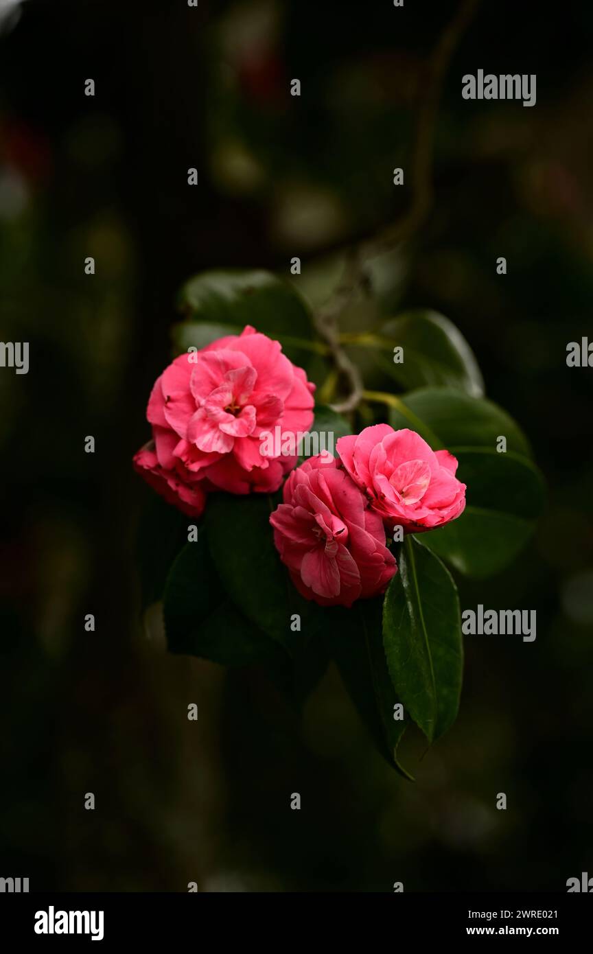 Two pink flowers in dim light beside a tree Stock Photo - Alamy