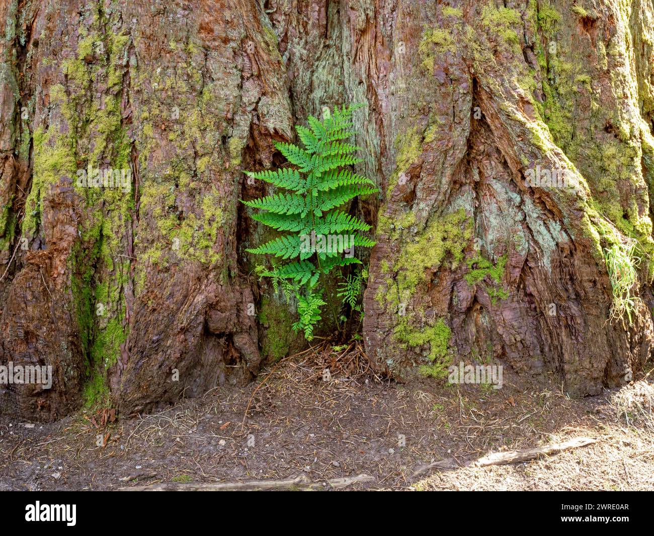 Green fern growing at the base of a redwood tree Stock Photo - Alamy