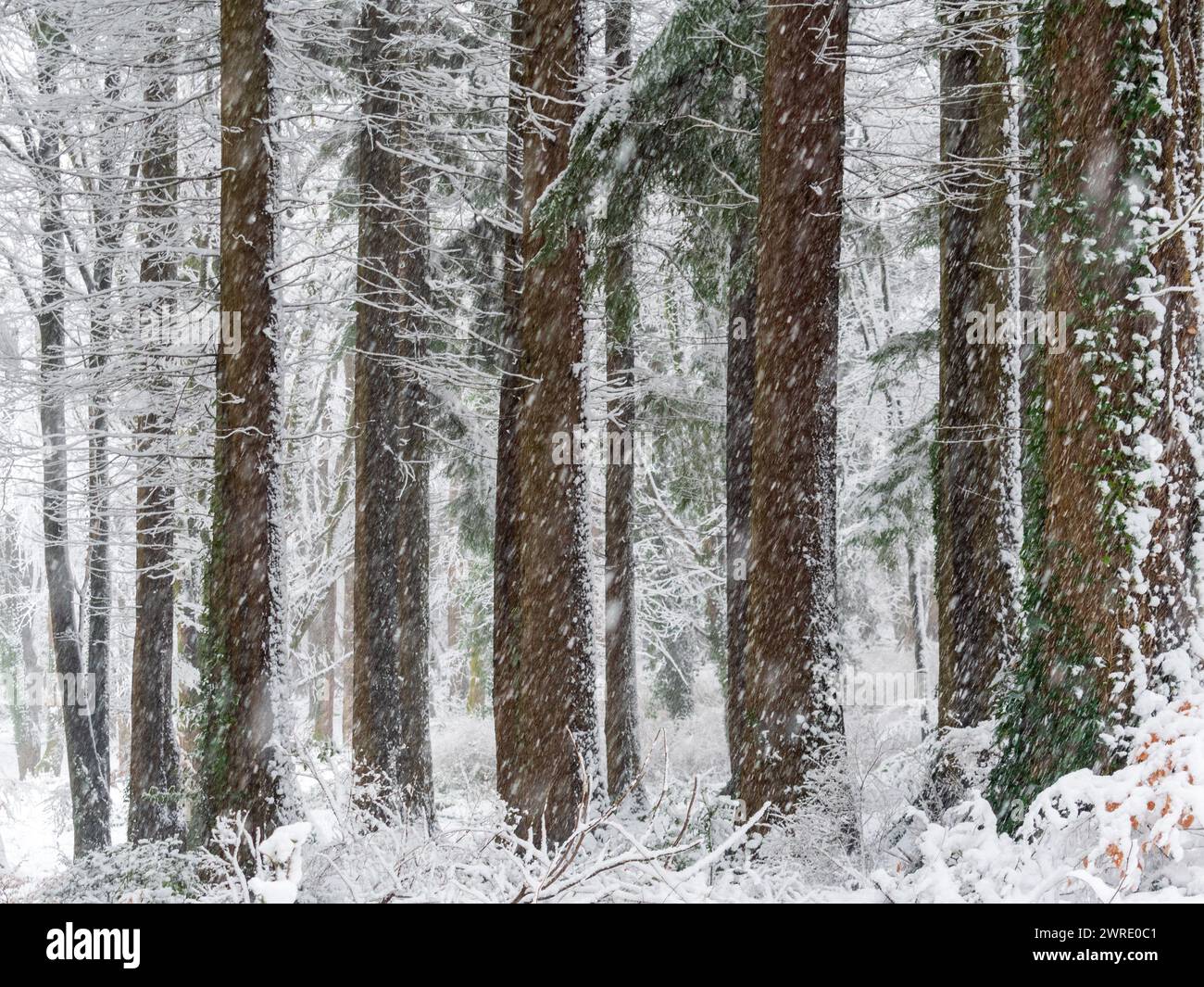 Snowy march hi-res stock photography and images - Alamy