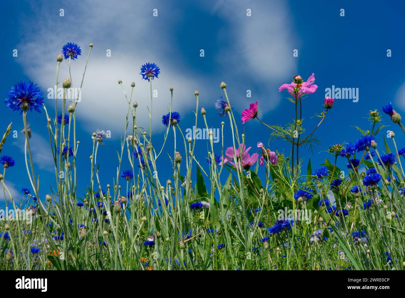 Wild flower meadow, flowering strip in front of blue sky, flowering ...