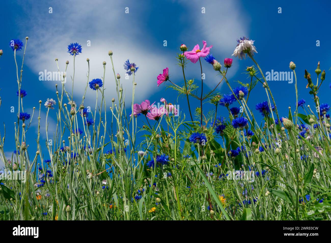 Wildflower meadow, strip of flowers against blue sky, habitat strip of ...