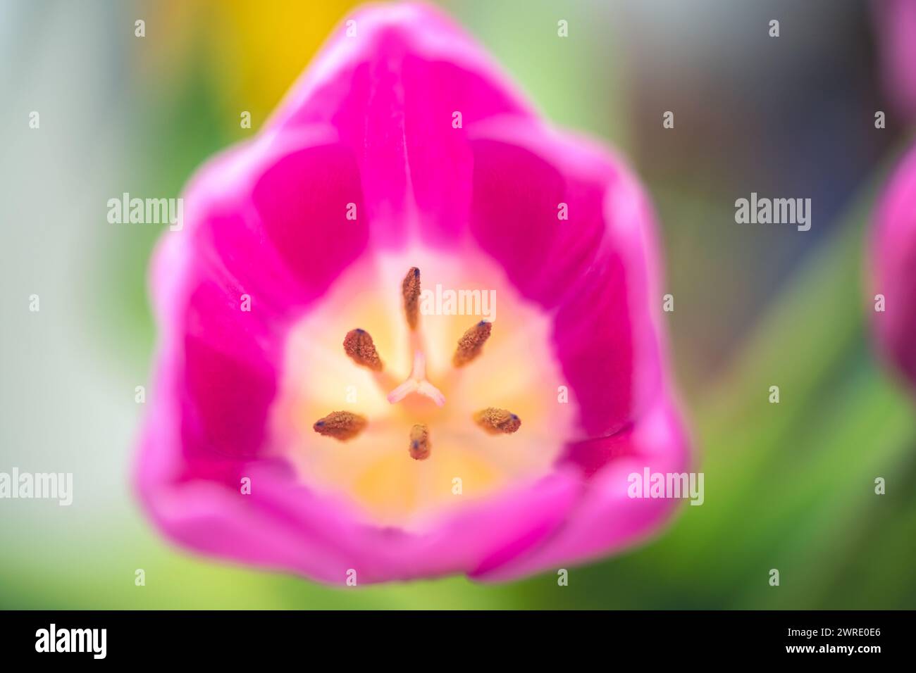 Macro photo of a tulip, top view, structure of flower, pistil and stamens Stock Photo - Alamy