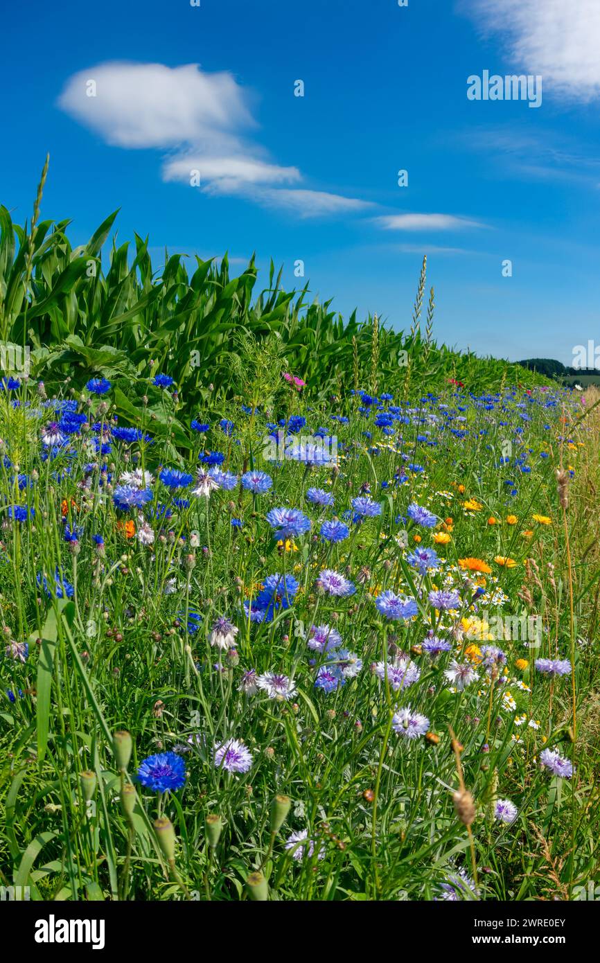 Strips field hi-res stock photography and images - Alamy