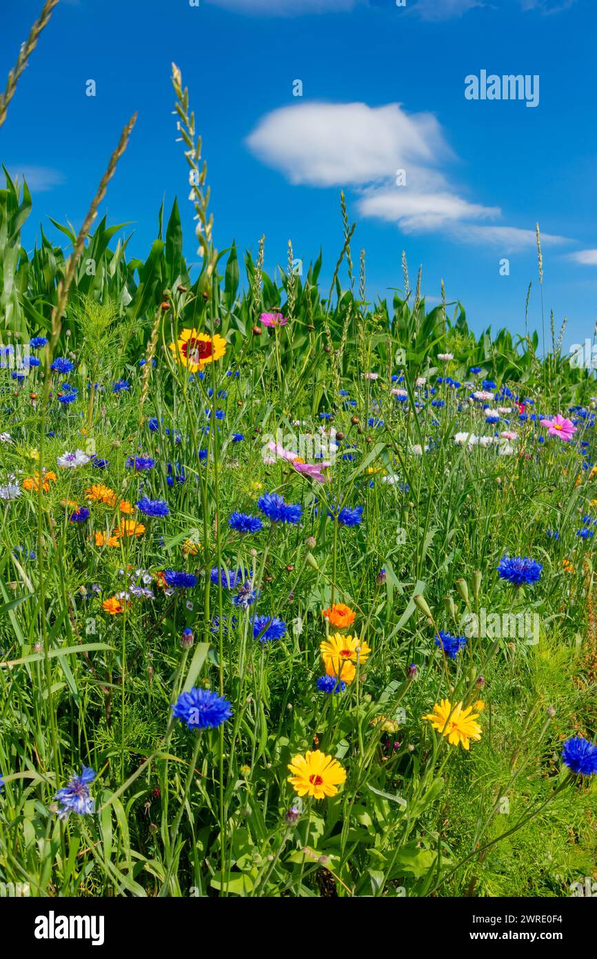 Wildflower meadow, strip of flowers against blue sky, habitat strip of ...