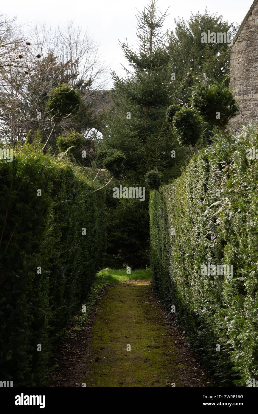 Yew hedges at St. Peter`s churchyard, Molesworth, Cambridgeshire ...