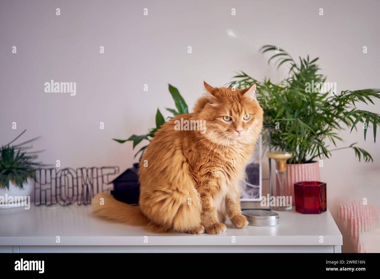 a big red fluffy cat is sitting on the chest of drawers Stock Photo - Alamy