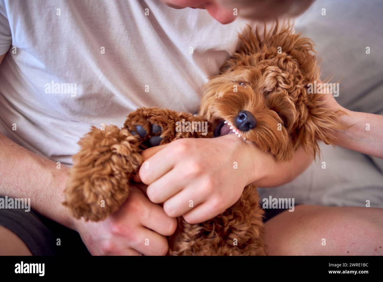 7 month old cockapoo girl gently bites her owner's hand, close-up Stock ...