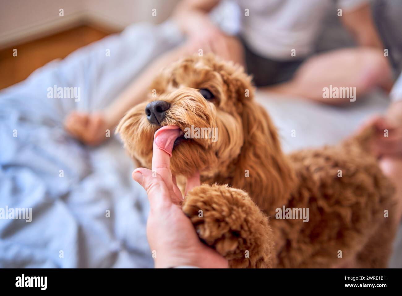 7 month old cockapoo girl licks a woman's finger, close-up Stock Photo ...