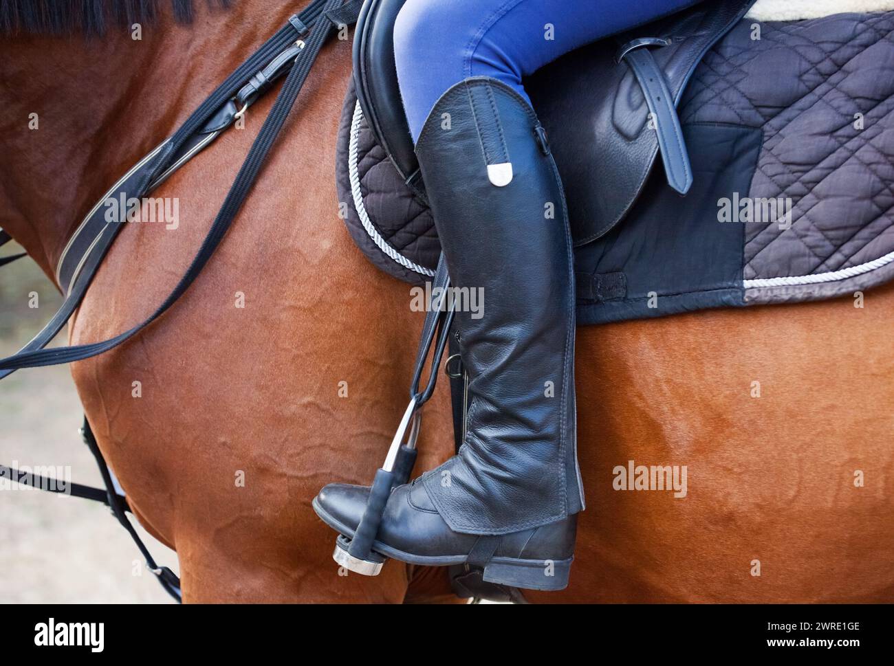 The rider sits on a brown stallion. Horseback riding Stock Photo - Alamy