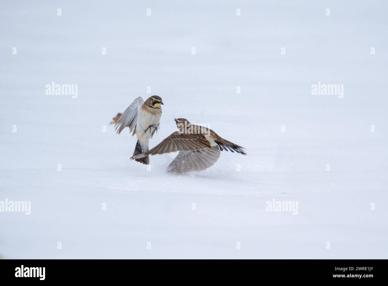 Low flying birds hi-res stock photography and images - Alamy