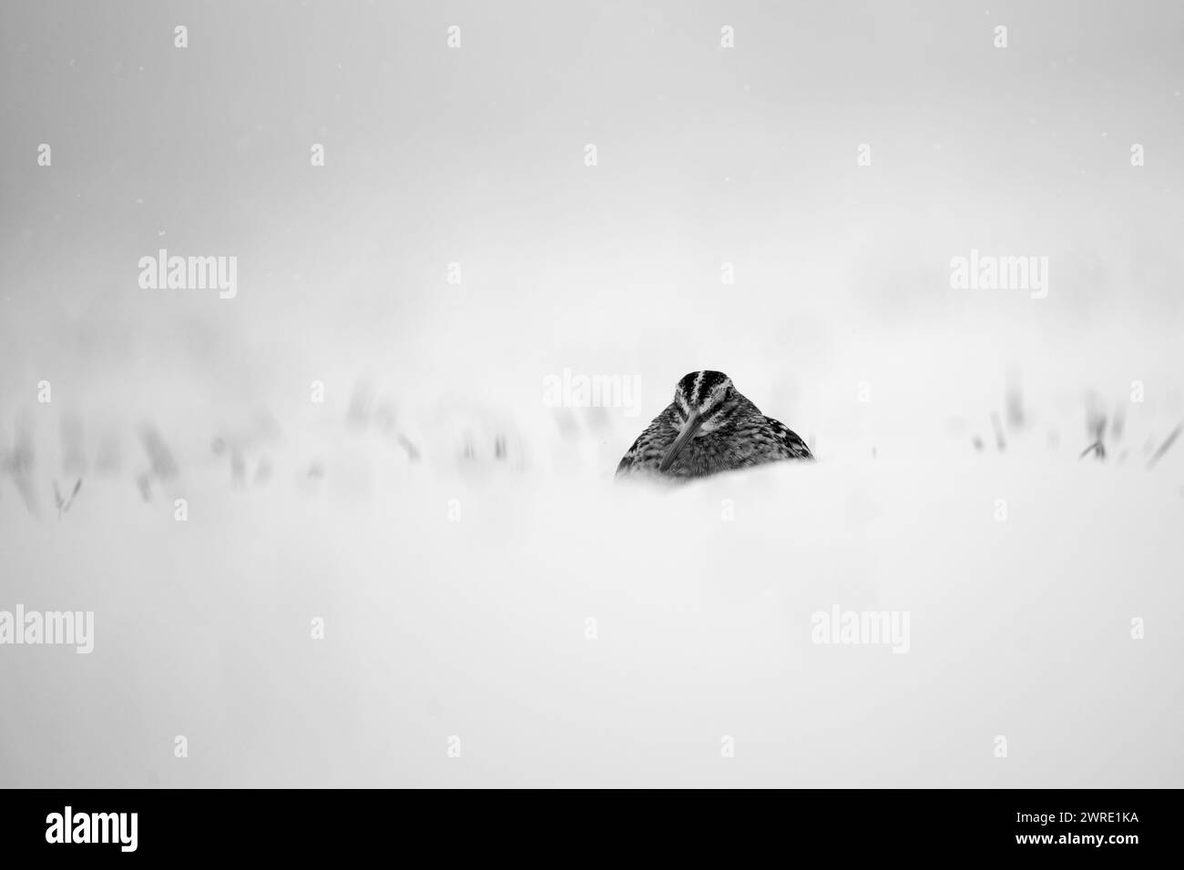 Snow night grass hi-res stock photography and images - Alamy