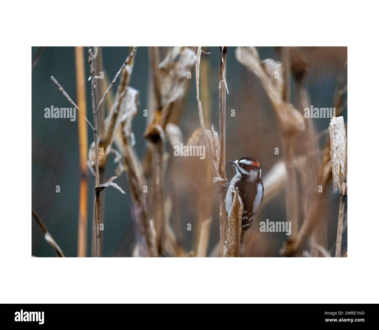 Tranquil field in Cut Out Stock Images & Pictures - Alamy