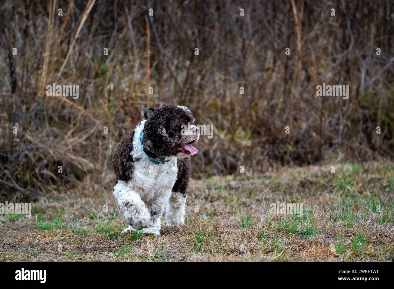 Small dog sprinting through forest beside tall grass Stock Photo - Alamy
