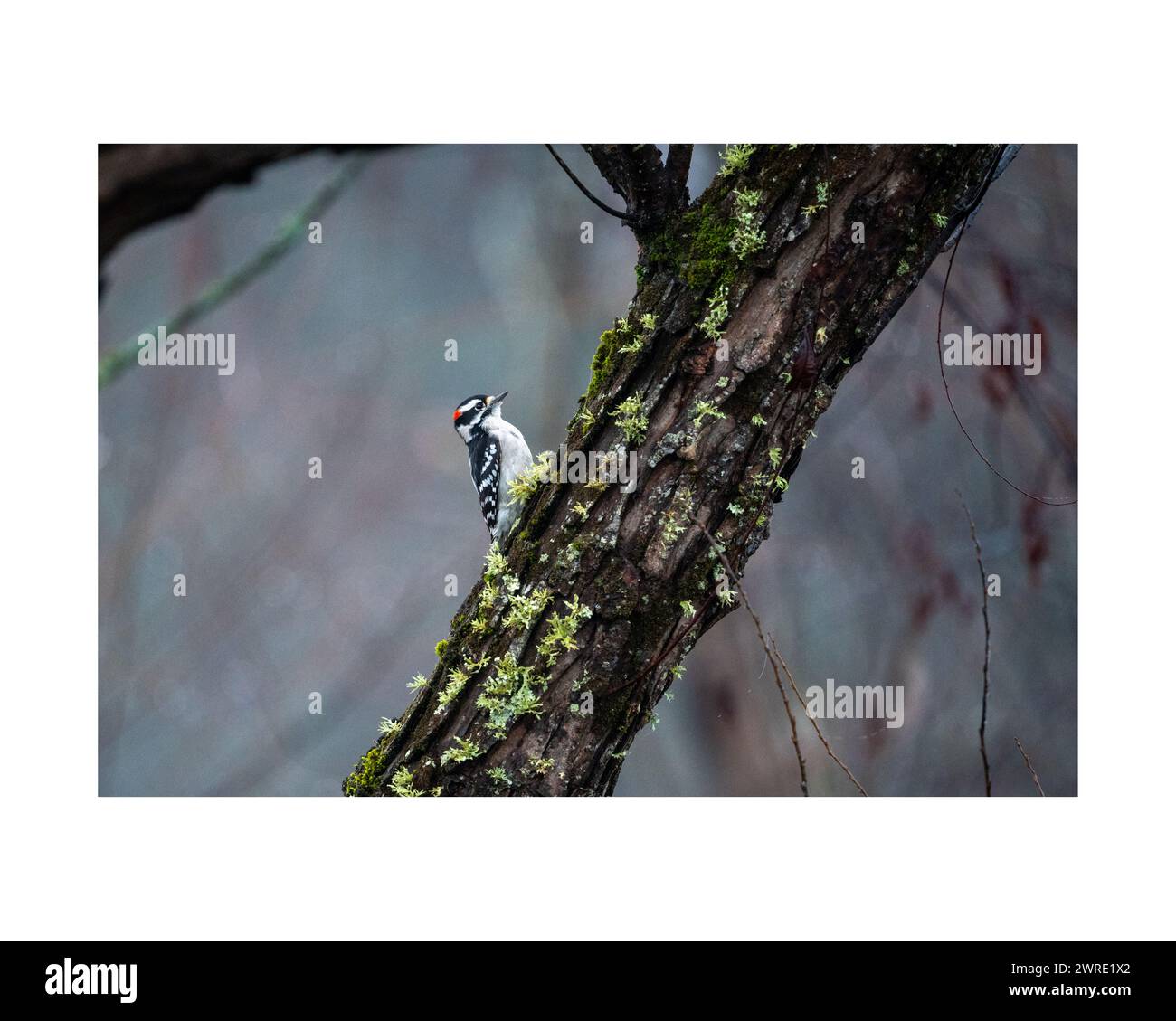 Bird in tree outdoors Cut Out Stock Images & Pictures - Alamy