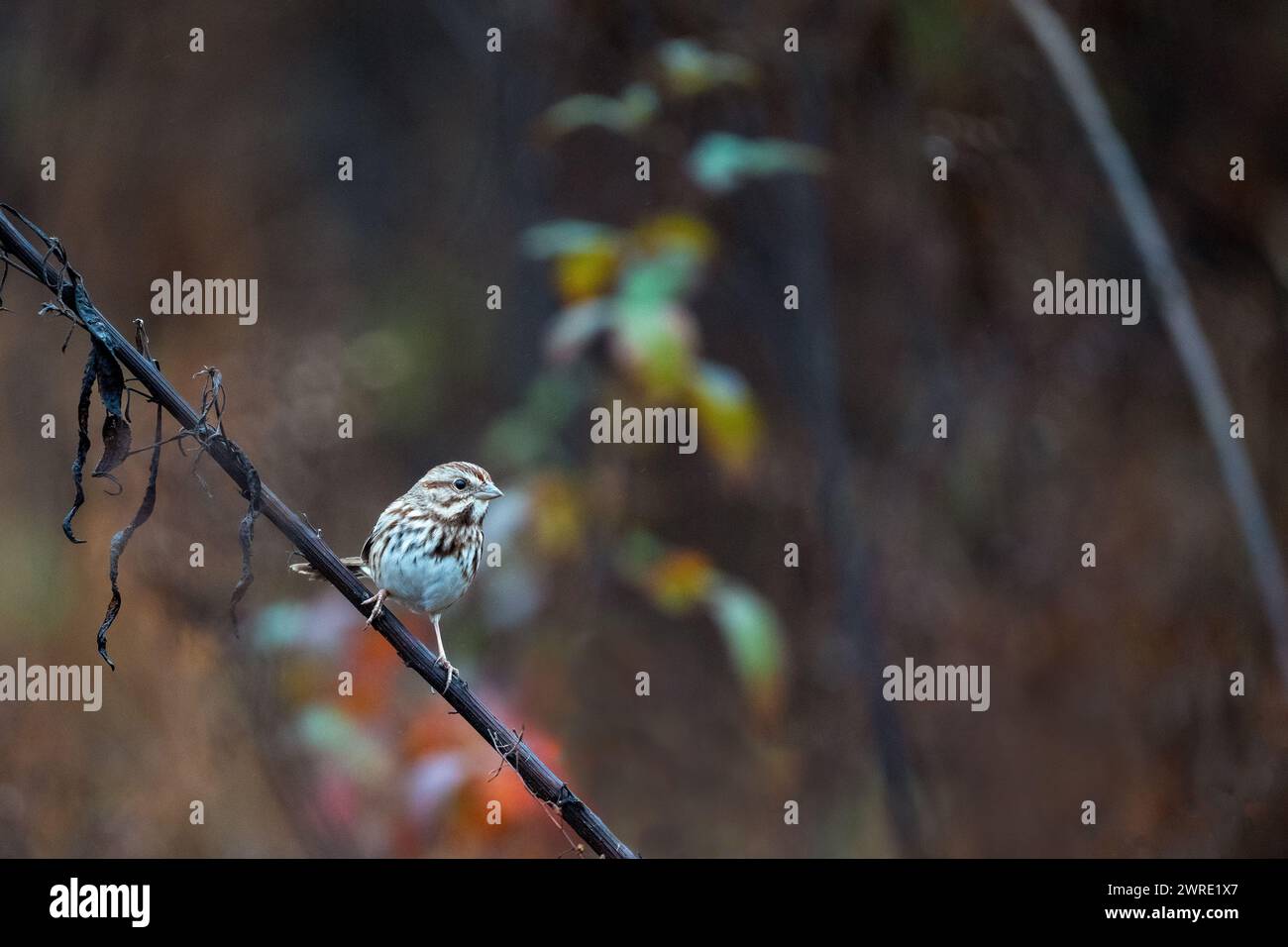 Standing on twig hi-res stock photography and images - Alamy