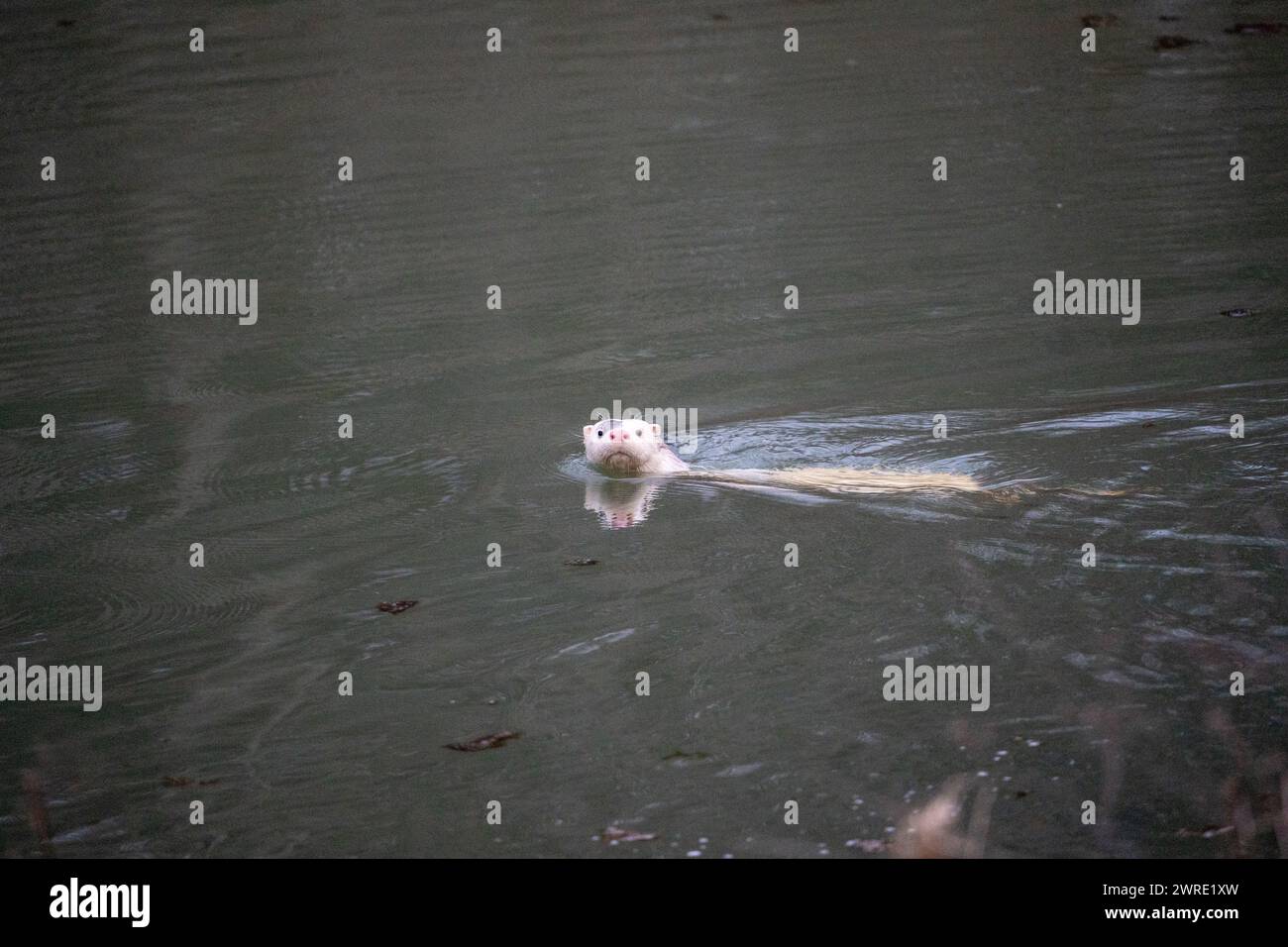 White ferret swimming in water with head above surface Stock Photo - Alamy