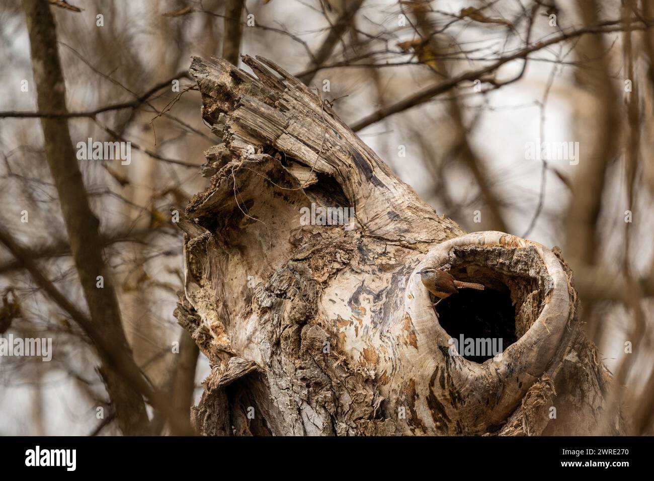 A bird peeks out from a tree hollow Stock Photo - Alamy
