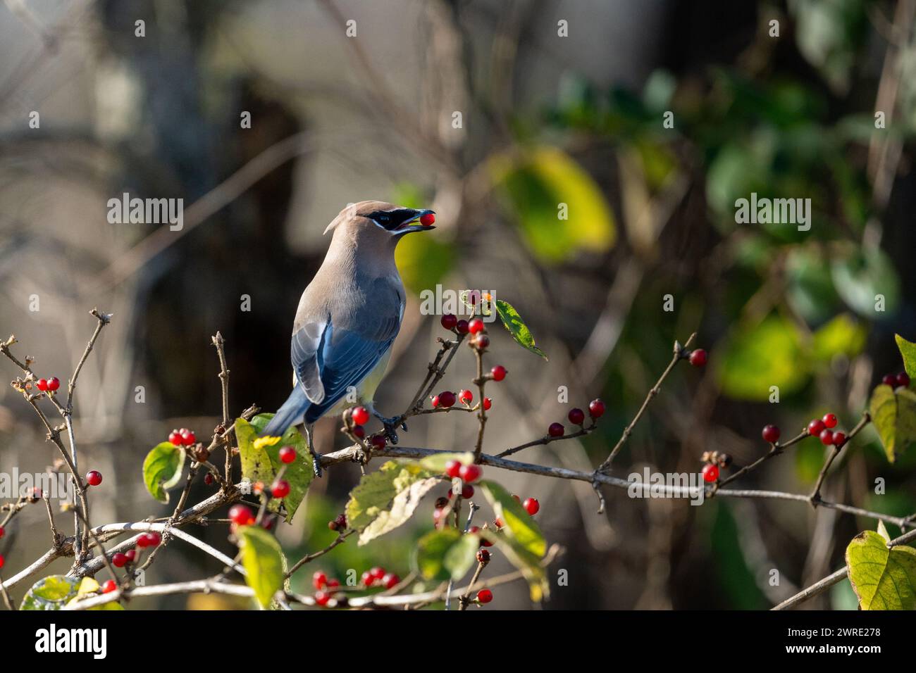 A bird on berries in a tree branch Stock Photo - Alamy