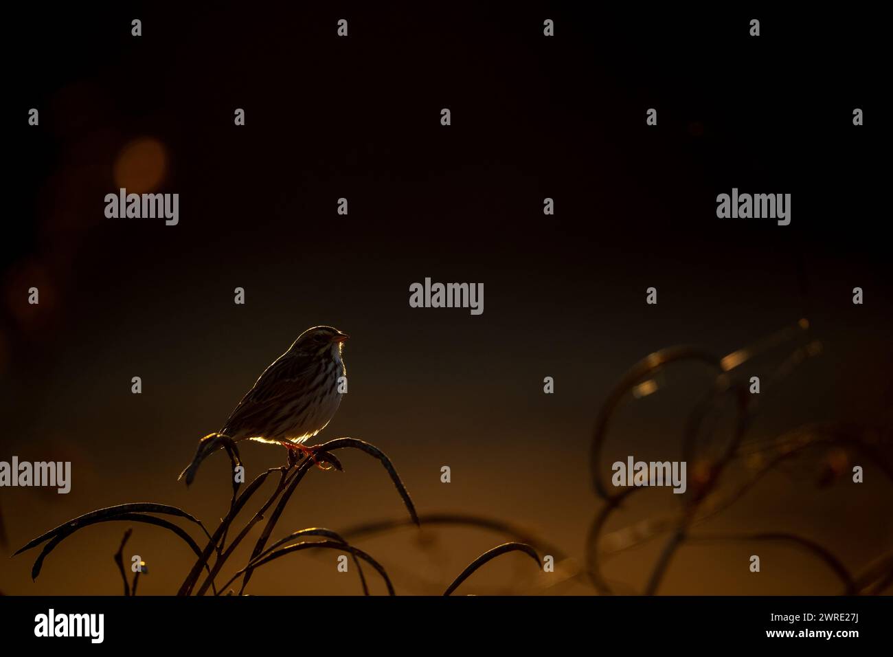 Beautiful bird sits on tree hi-res stock photography and images - Alamy