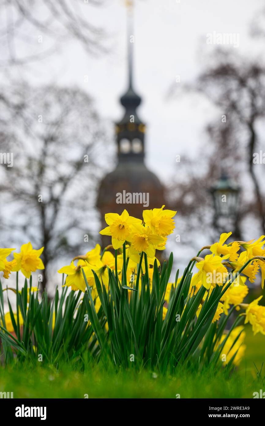 Dresden, Germany. 12th Mar, 2024. Daffodils, also known as daffodils, bloom in the old town by ...