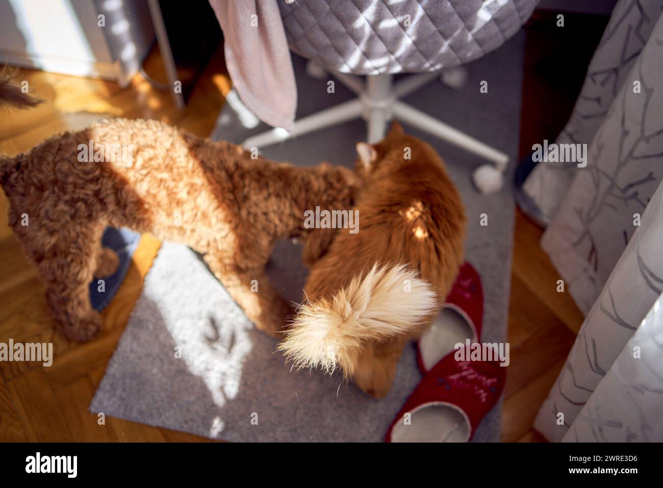 Battle masters hi-res stock photography and images - Alamy