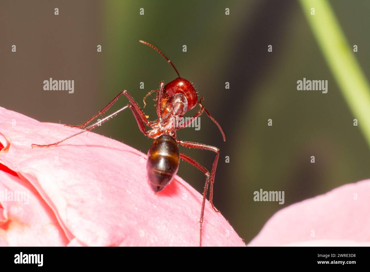 Black ant on pink hi-res stock photography and images - Alamy