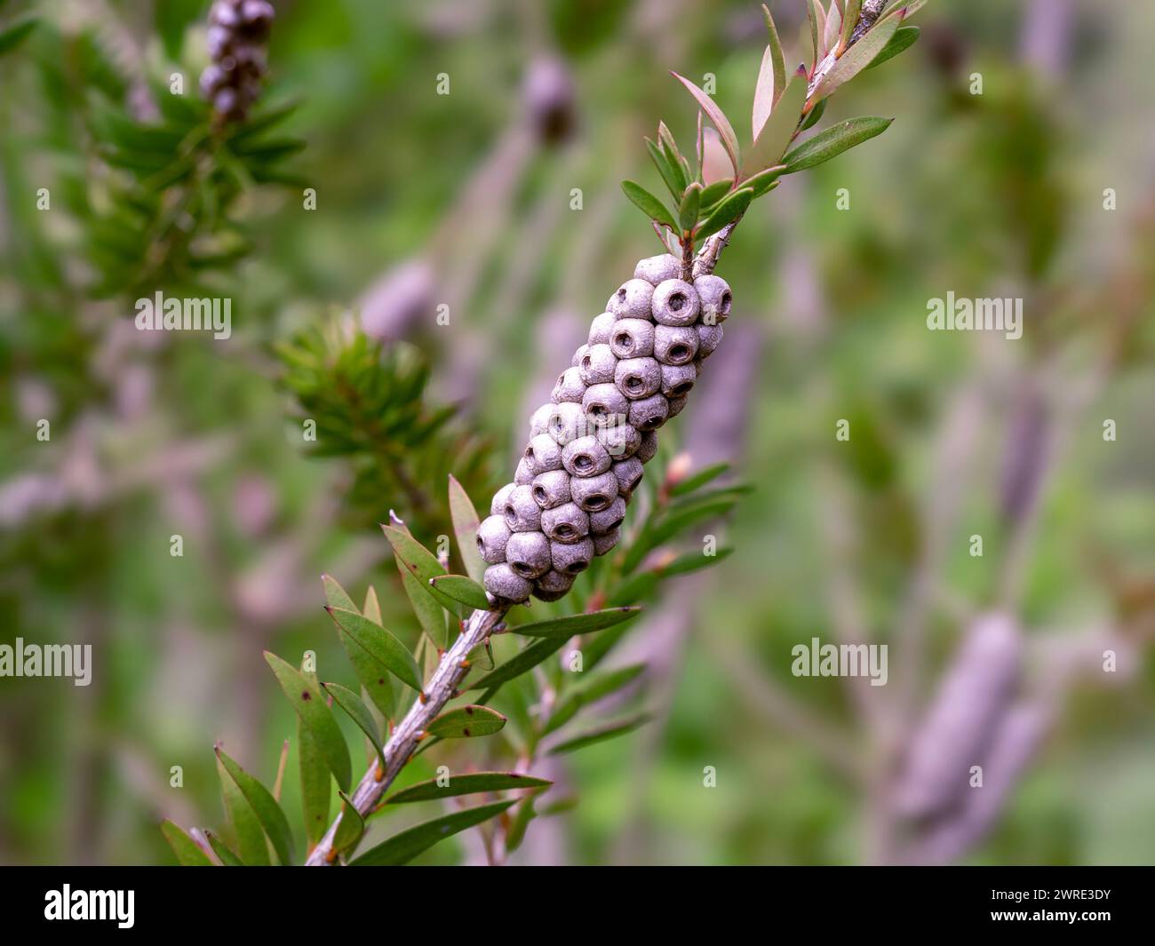 Seed pod of the lime bottlebrush, Melaleuca virens Stock Photo - Alamy