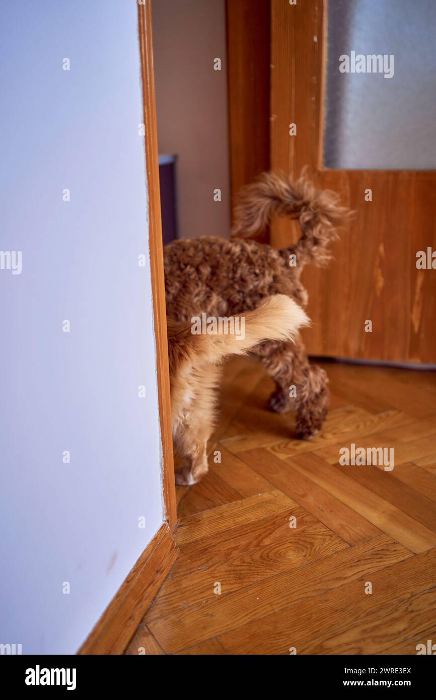 red cat and a cockapoo leave the room together, their tails in the ...