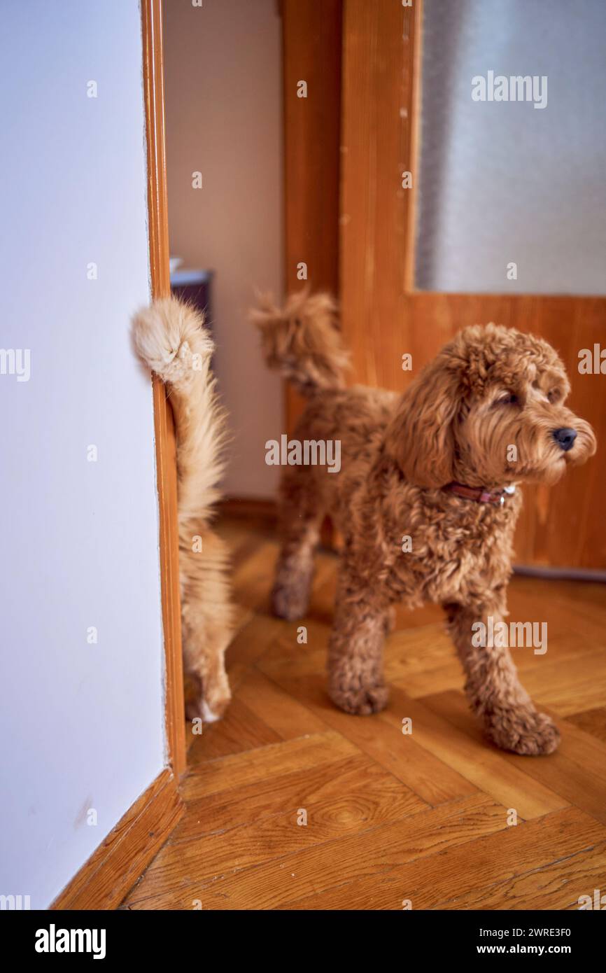 red cat and a cockapoo leave the room together, their tails in the ...