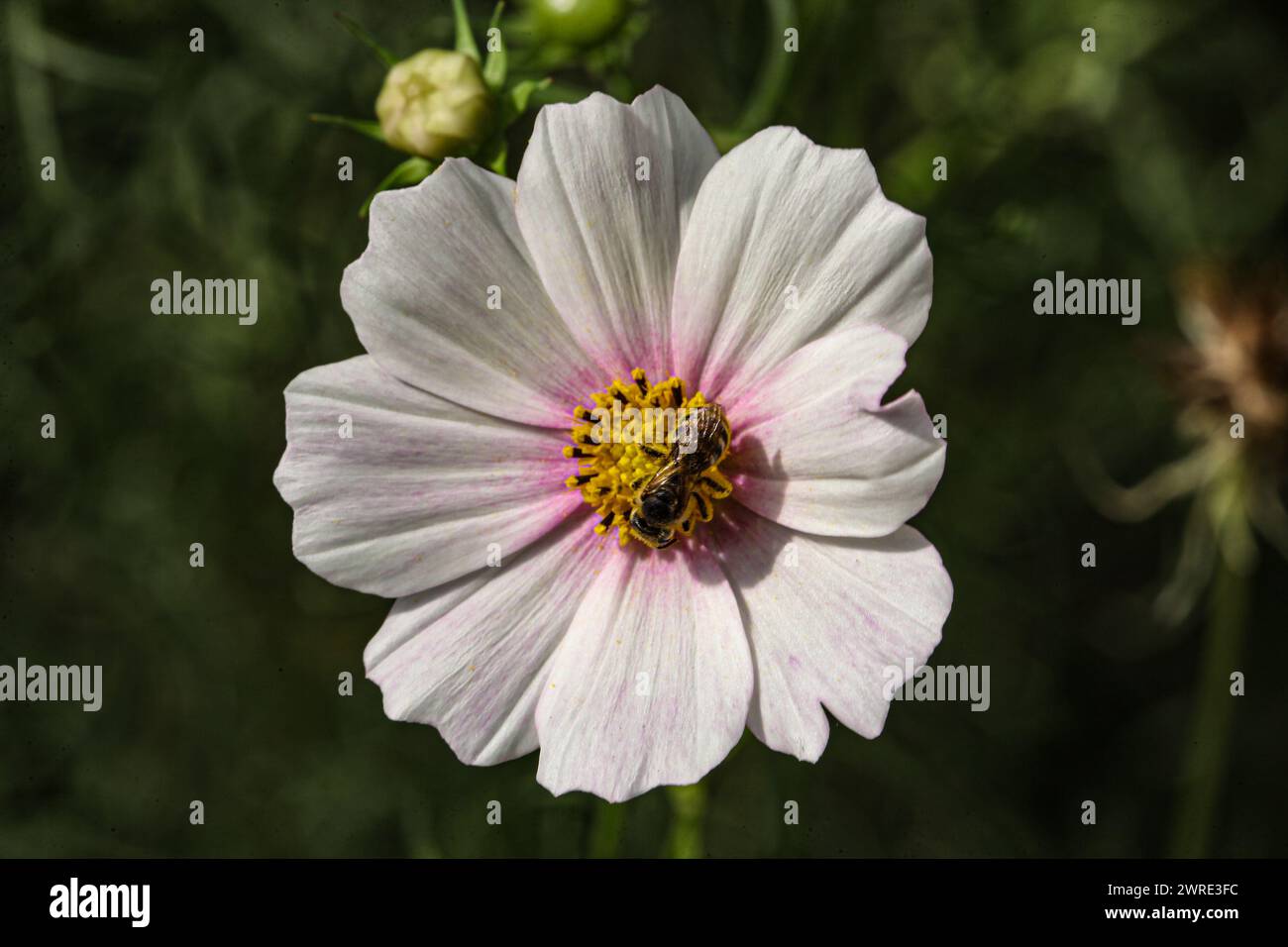 A very beautiful species of anemone flower with a bee caught on it ...