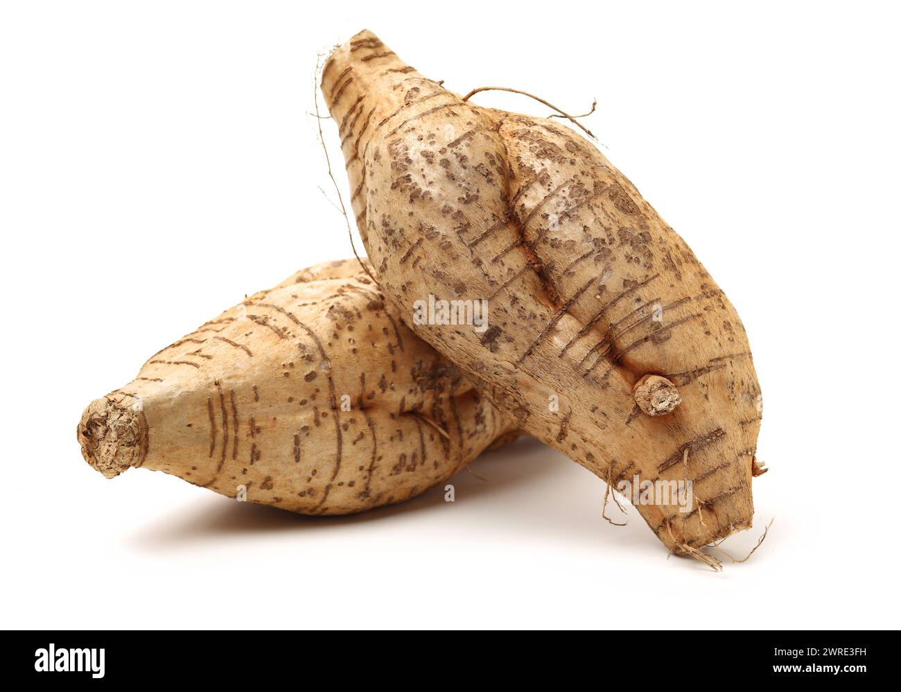 Root of kudzu vine,puerarin Isolated on a white background Stock Photo ...