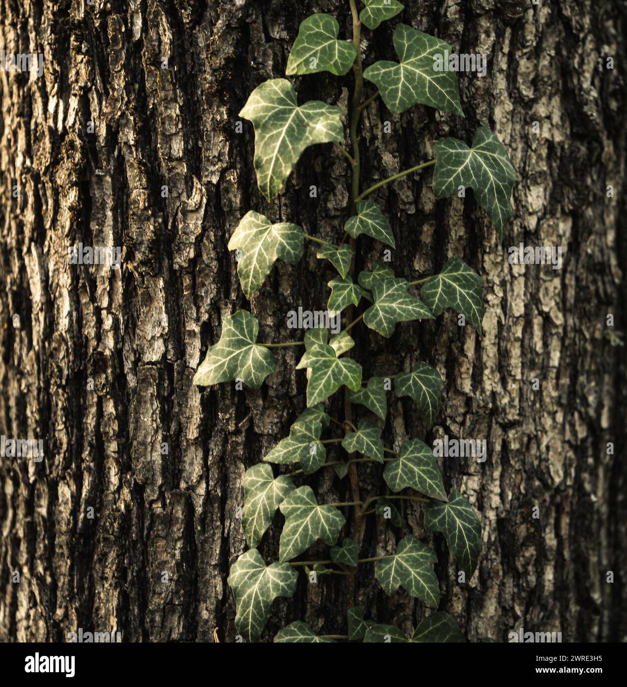 Monstera deliciosa climber on tropical tree hi-res stock photography ...
