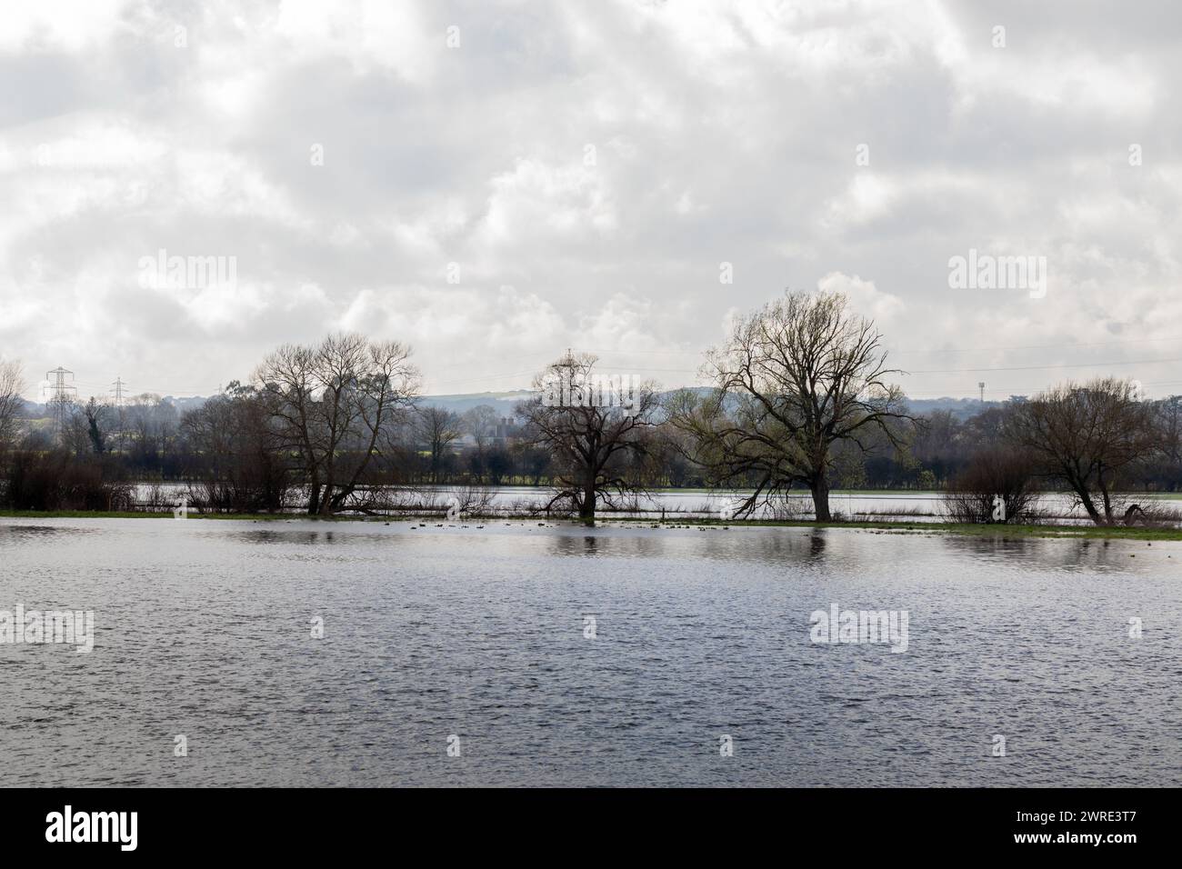 View of trees and flooded fields at Longham Lakes in Dorset, England ...