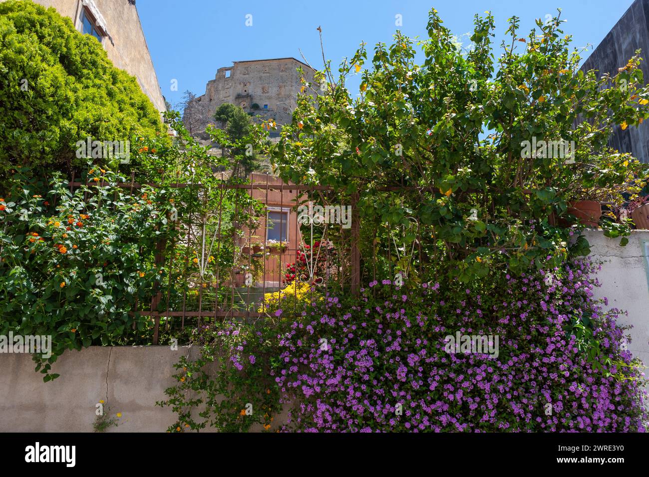 A profusion of flowers growing over a fence on Via Emanuele, with the ...