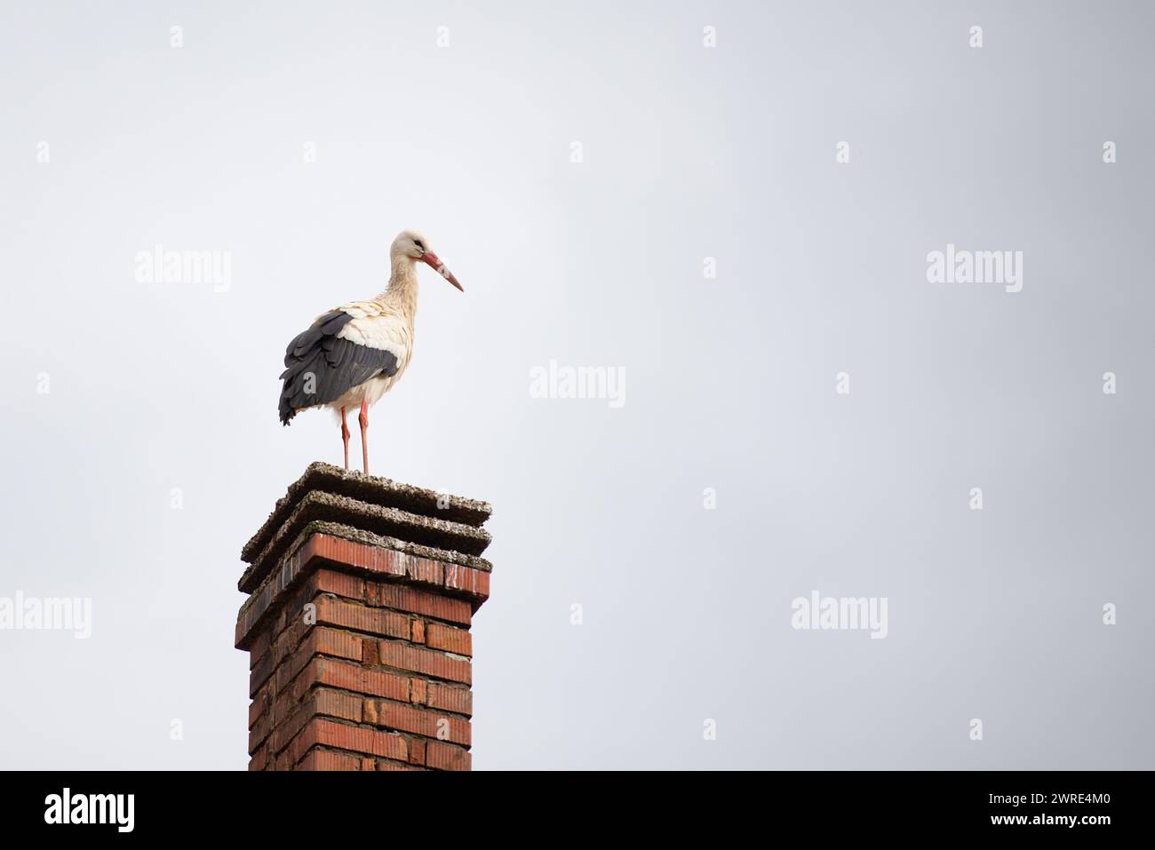 Stork sitting on a chimney, bird migration in Alsace, Oberbronn France ...