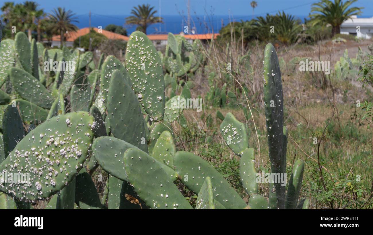 Coastal backdrop hi-res stock photography and images - Alamy